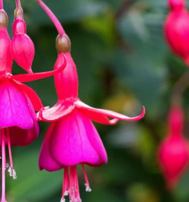 Fuchsia plant store